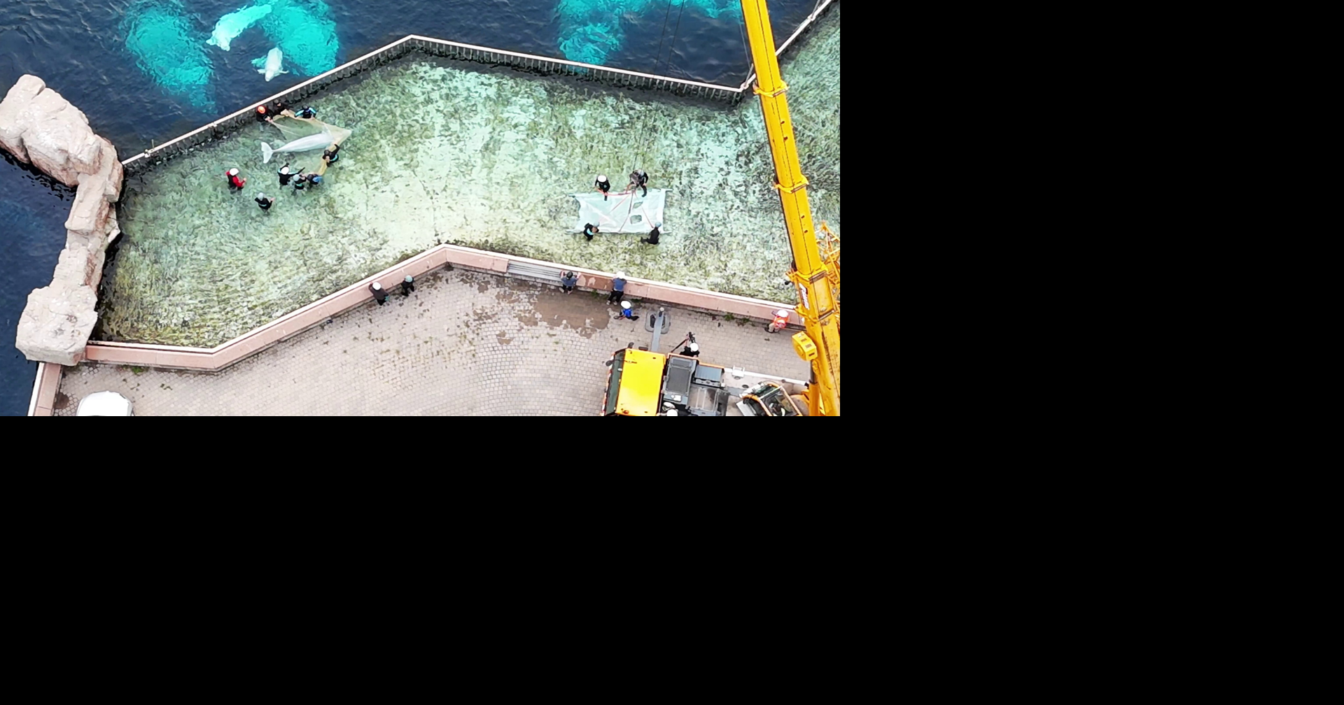 Six beluga whales rescued from abandoned theme park | News | djournal.com