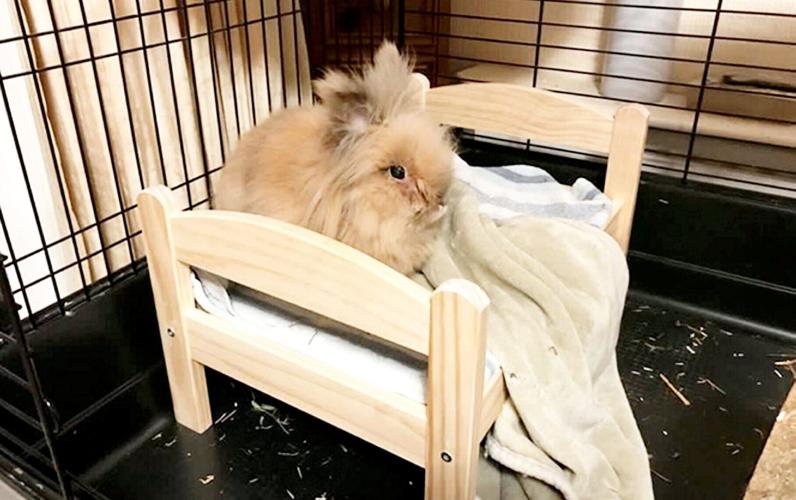 Rabbit named Herbie officially crowned world’s oldest bunny | News ...