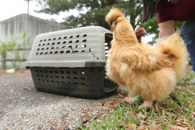 Lee County Library to host workshop series on poultry, composting and ...
