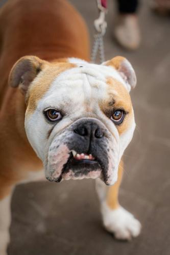Study reveals how to protect dogs from deadly breathing condition ...