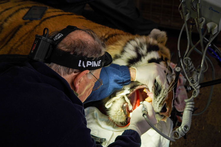 Tiger gets dental care from world-renowned wildlife dentist | News ...