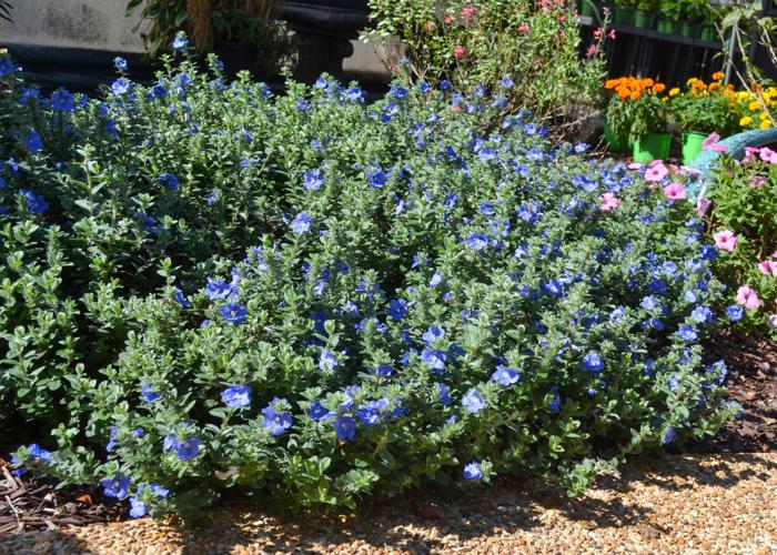 Southern Gardening: Red, white, blue flowers create patriotic gardens ...