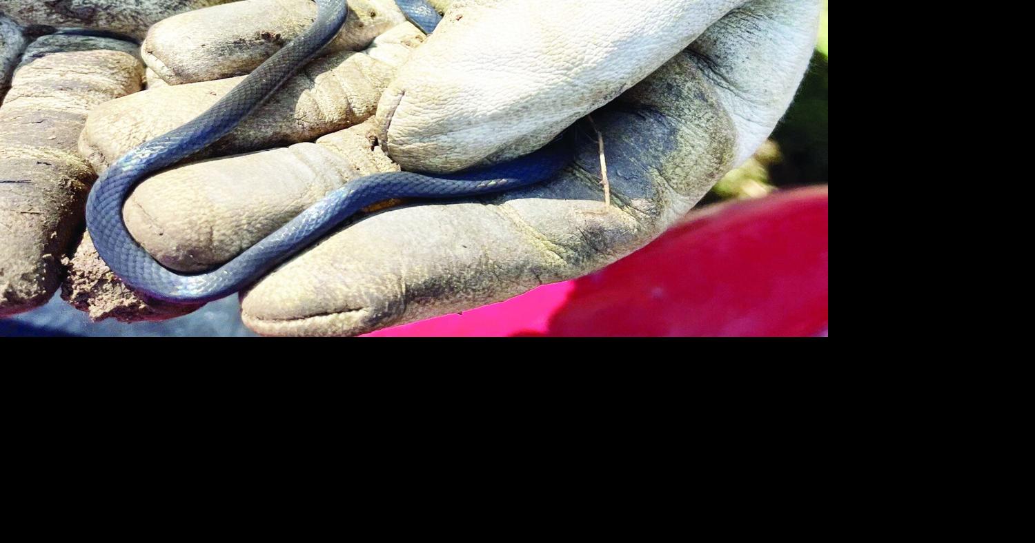 Farm Notes: Ring necked snakes are a good snake to have around ...