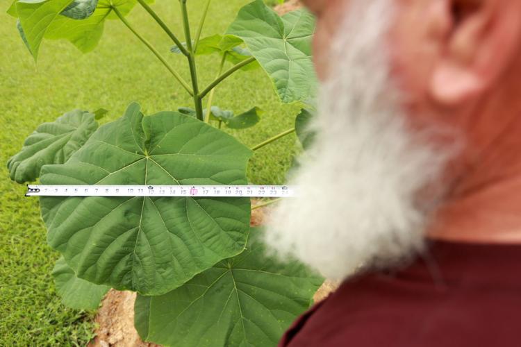 Palmetto man plants unusual fast-growing hardwoods | Lifestyle ...
