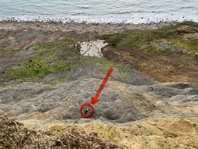 Dog rescued after falling off cliff edge | News | djournal.com