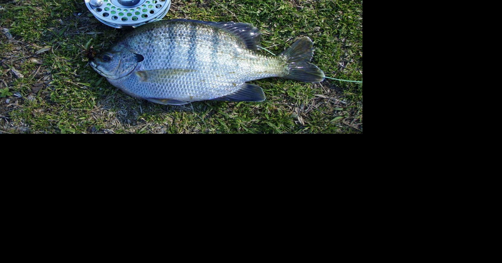Bream action makes for great fun | Sports | djournal.com