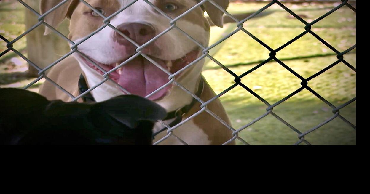 Keeping animals of all sizes hydrated and cool in summer heat is ...