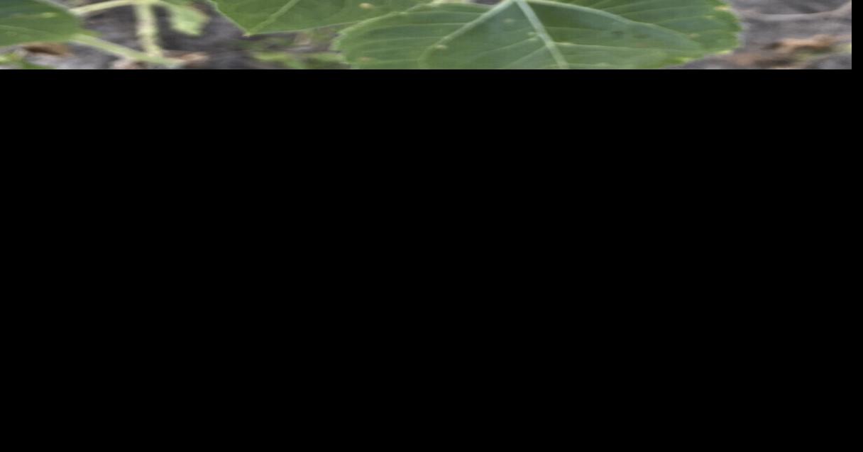 SOUTHERN GARDENING: How to sow sunflowers in successful succession ...