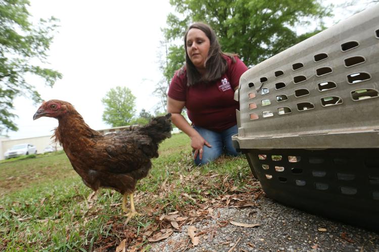 Lee County Library to host workshop series on poultry, composting and ...