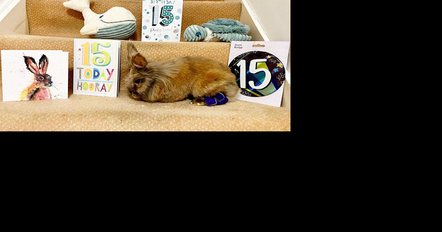 Rabbit named Herbie officially crowned world’s oldest bunny | News ...
