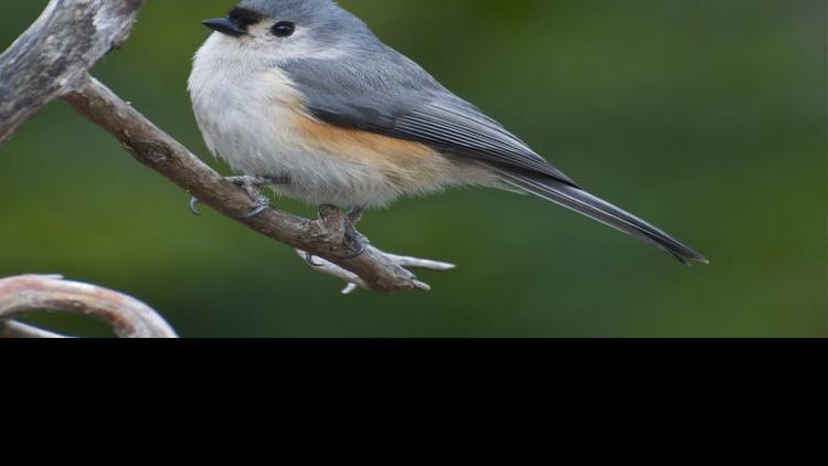 EARTH LADY: Common tufted titmouse should not be taken for granted ...