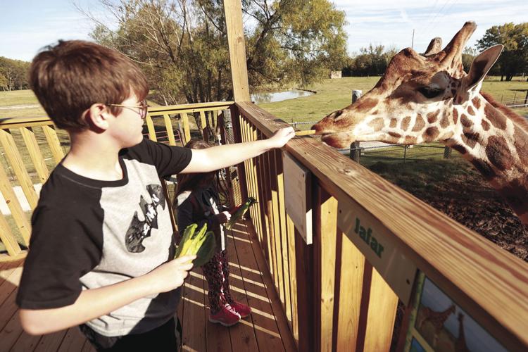 Tupelo Buffalo Park and Zoo celebrates 20 years | Local News | djournal.com