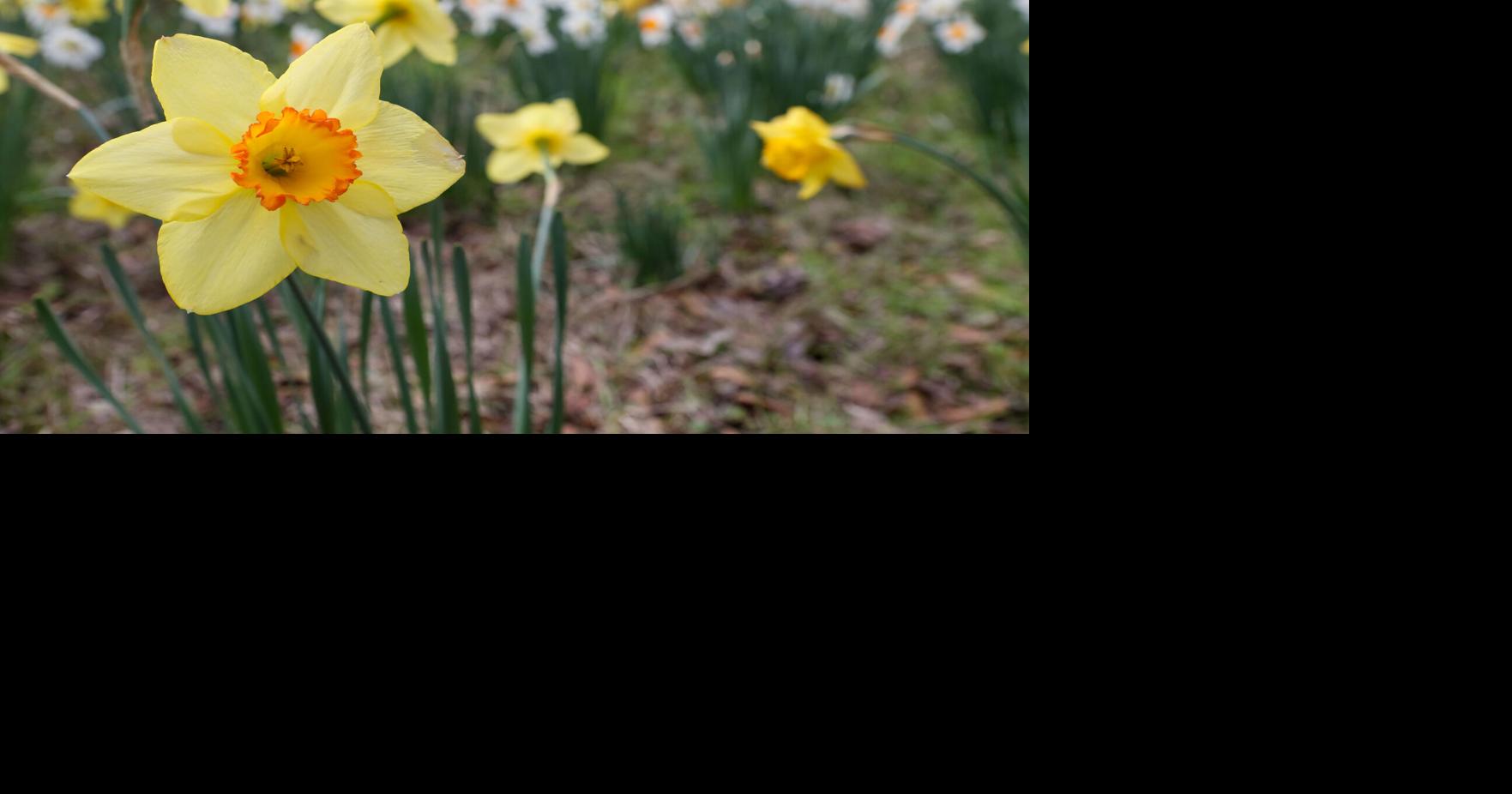 The Daffodil Project has planted more than 300,000 daffodils in Tupelo ...