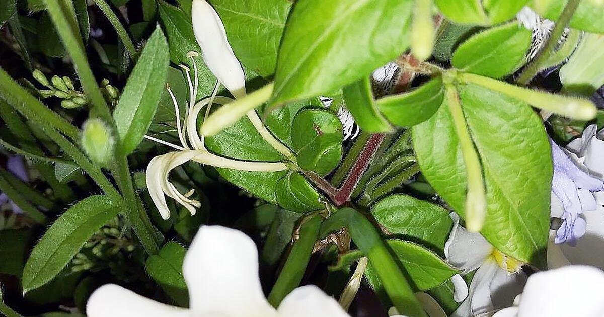 I’m finally out of the igloo and enjoying spring in all its glory ...