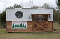 Blue Springs couple cutting first trees this year at Foggy Bottom Farm ...