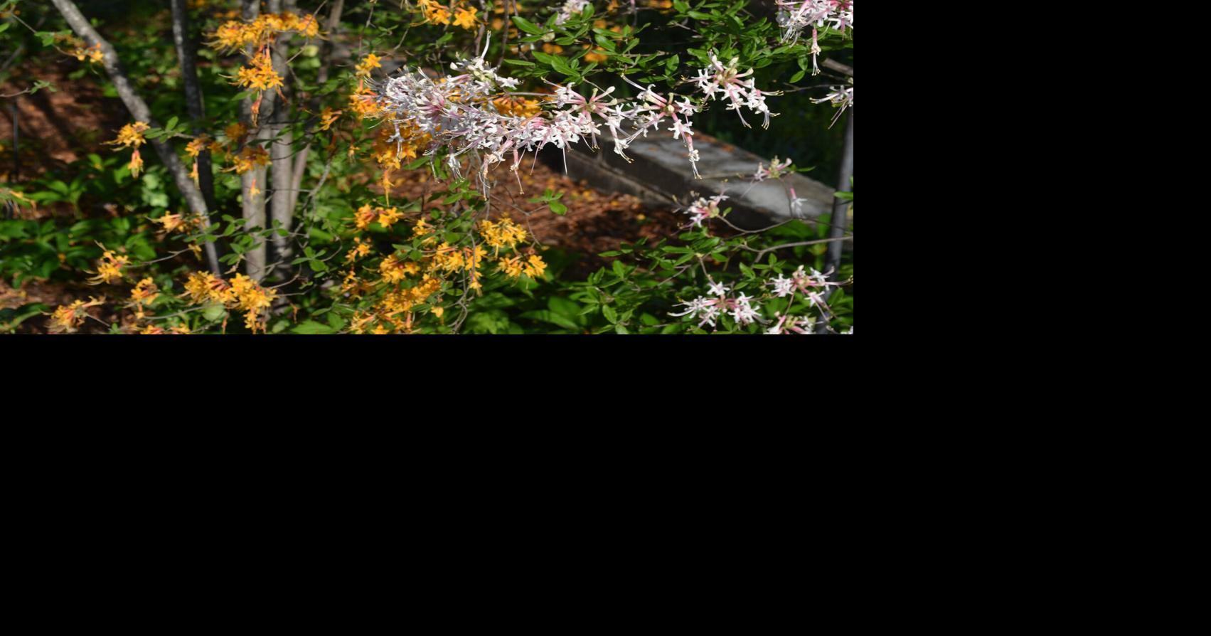 Southern Gardening: Native azaleas’ spring blooms are peak of year ...