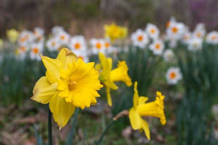 The Daffodil Project has planted more than 300,000 daffodils in Tupelo ...