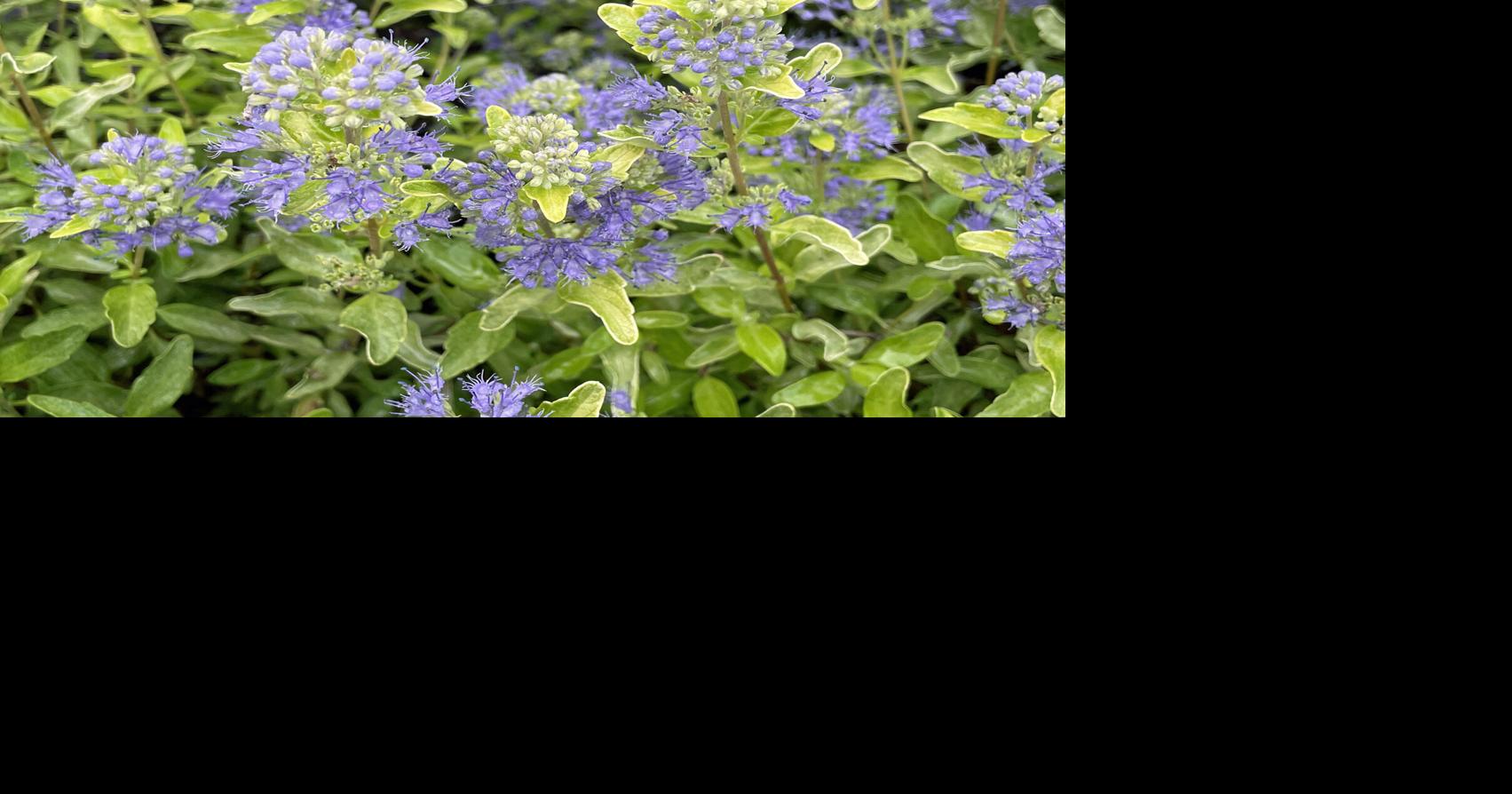 SOUTHERN GARDENING: Caryopteris selections bring color to gardens ...