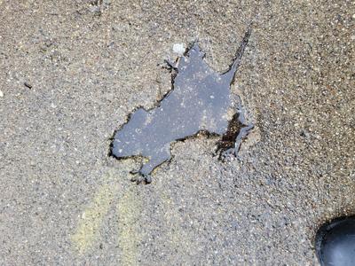 Famous ‘Rat Hole’ of Chicago was actually left by a squirrel | News ...