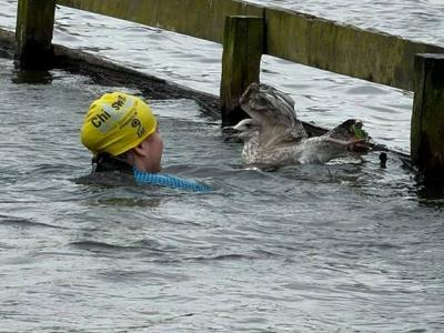 Heroic woman braves freezing water to rescue drowning seagull | News ...