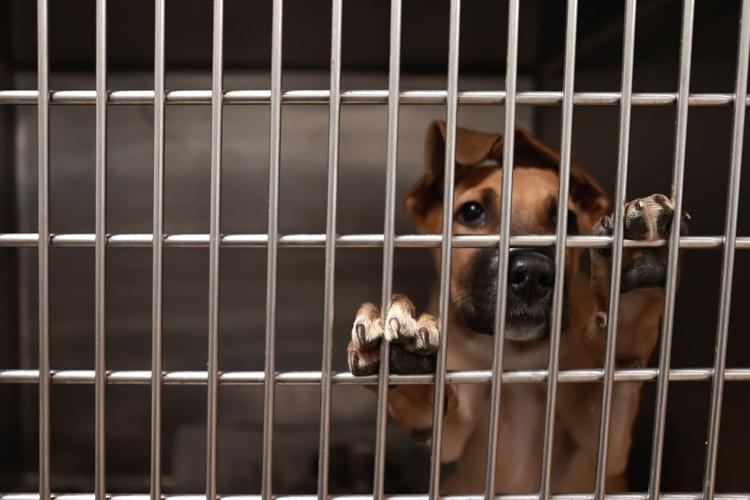 Humane Society gets major funding boost | Local News | djournal.com