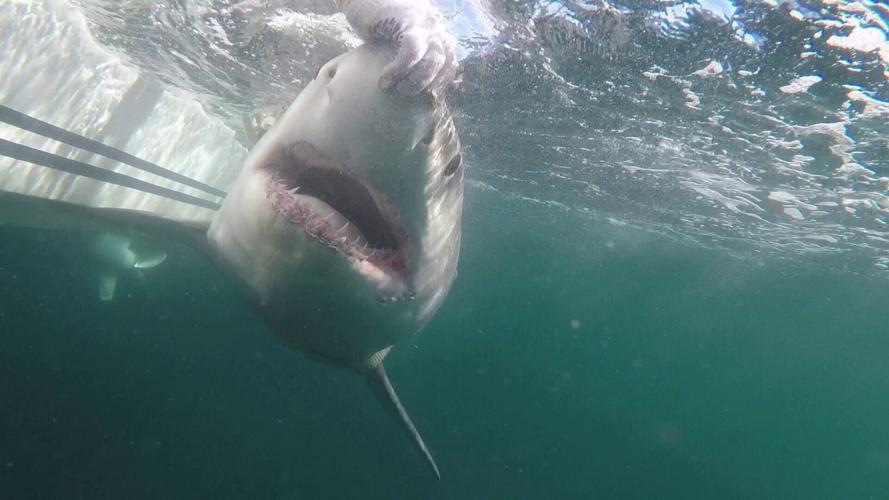 Giant great white shark spotted four miles off Florida coast | News ...