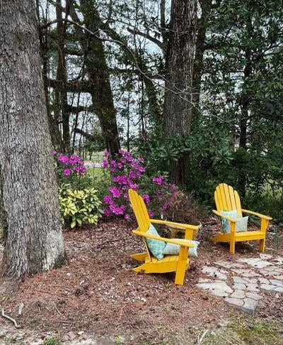 Three good options to cover exposed tree roots | Lifestyle | djournal.com