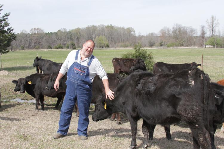 Bringing the cows home: New leadership aims to revive county cattle ...