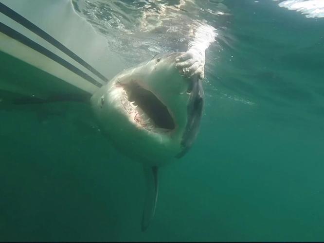 1,000-pound shark spotted super close to Alabama shoreline | News ...