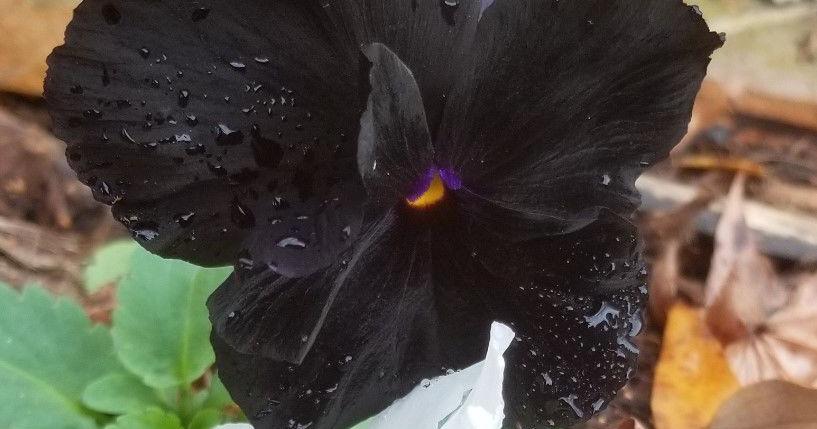 MARSHA DONALDSON: Pansies are delightful, hardy flowers for wintertime ...