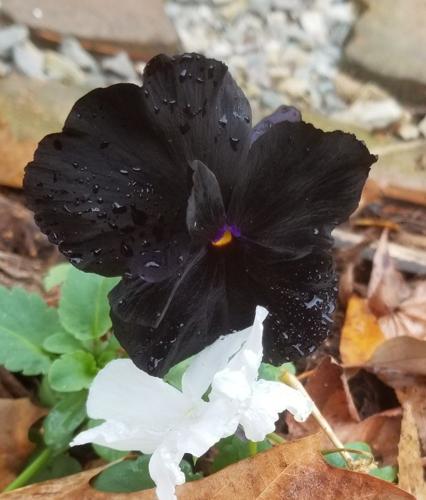 MARSHA DONALDSON: Pansies are delightful, hardy flowers for wintertime ...
