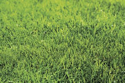 Consider the benefits of cover crops on your land | News | djournal.com