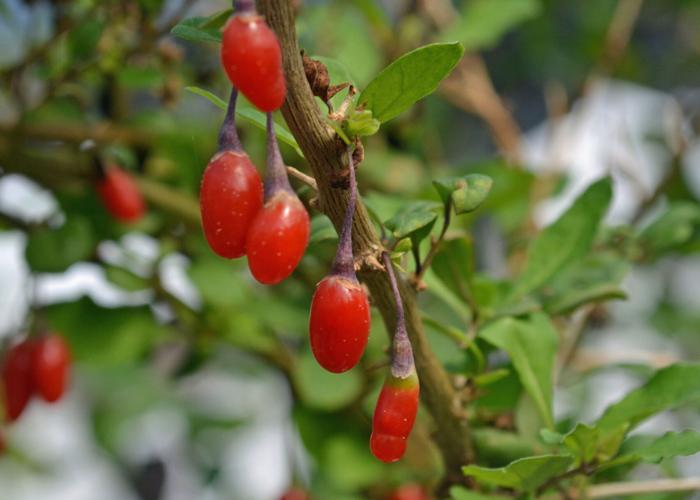 Southern Gardening: Grow goji berry plants for fruit, flowers, looks ...