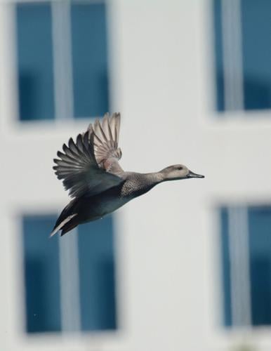 Yale study reveals animals changing behavior thanks to humans | News ...
