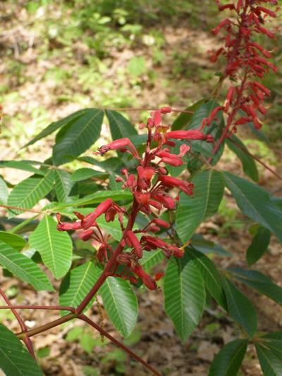 EARTH LADY: Red buckeyes beckon hummingbirds, butterflies | Lifestyle ...