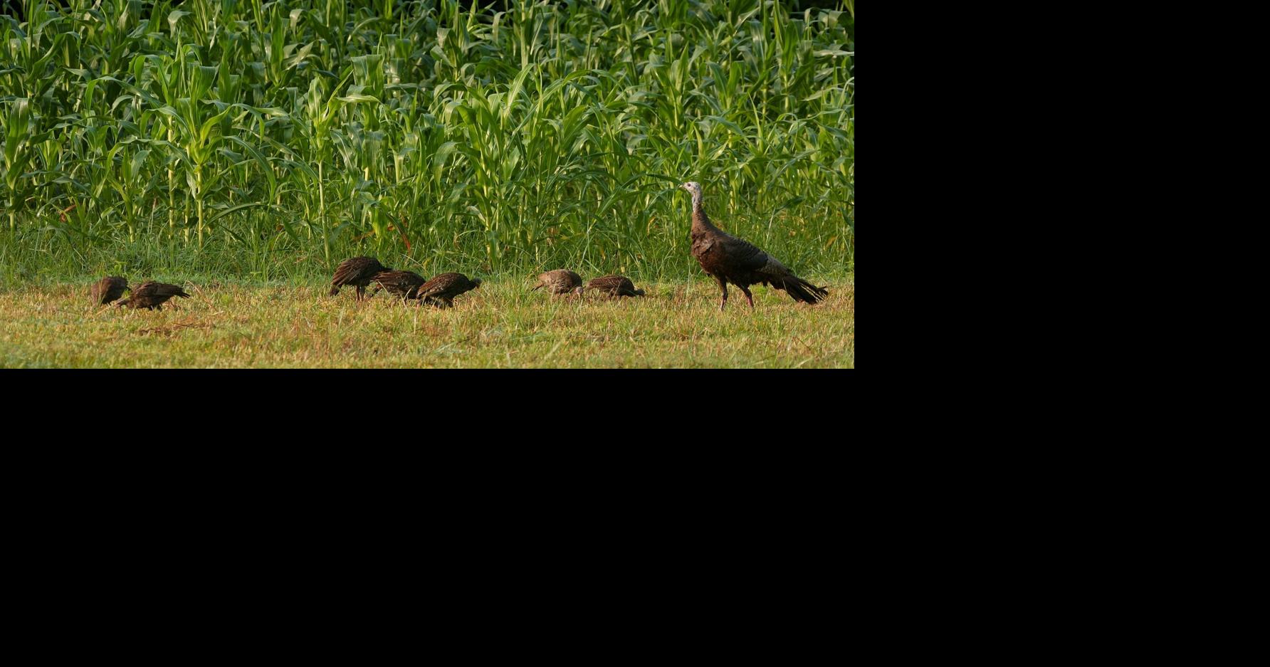 Trapping, habitat improvement make a significant difference for turkeys ...