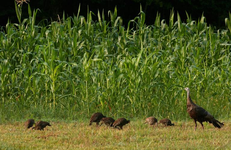 Trapping, habitat improvement make a significant difference for turkeys ...