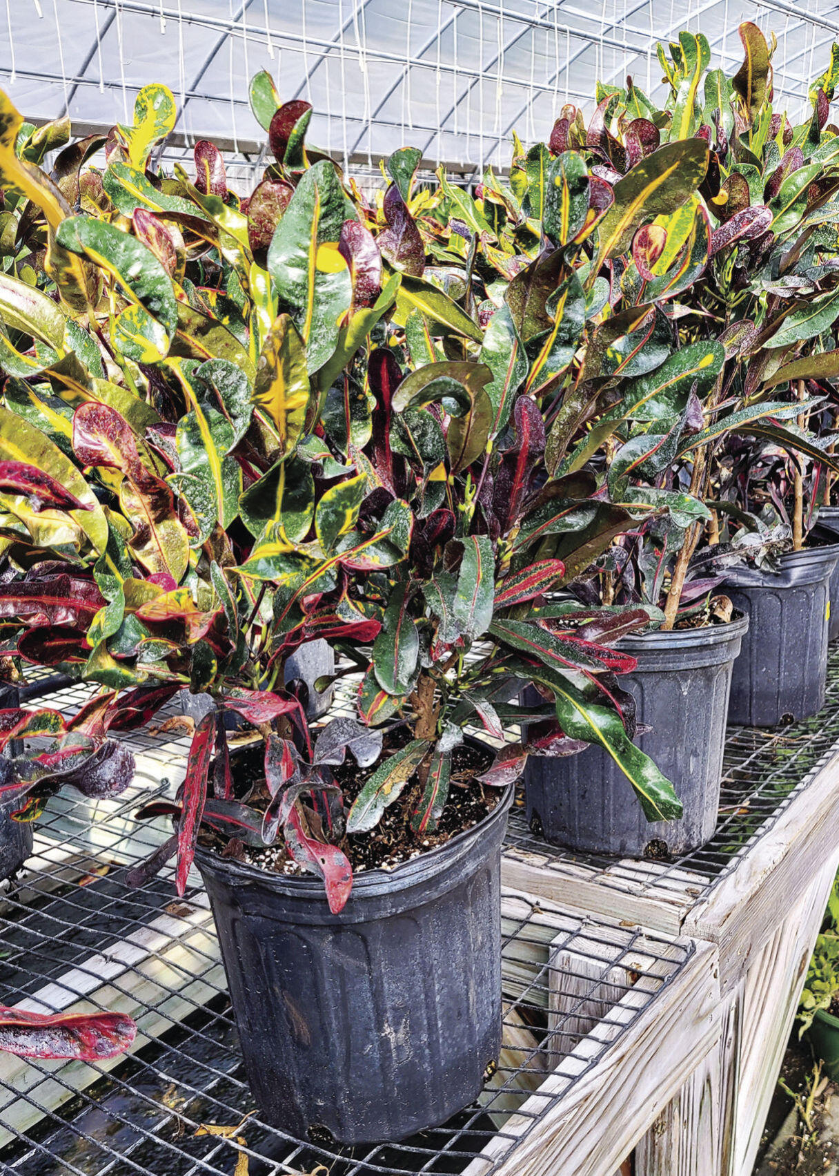 Southern Gardening: Plant crotons for fall foliage color | Living ...