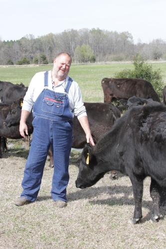 Bringing the cows home: New leadership aims to revive county cattle ...