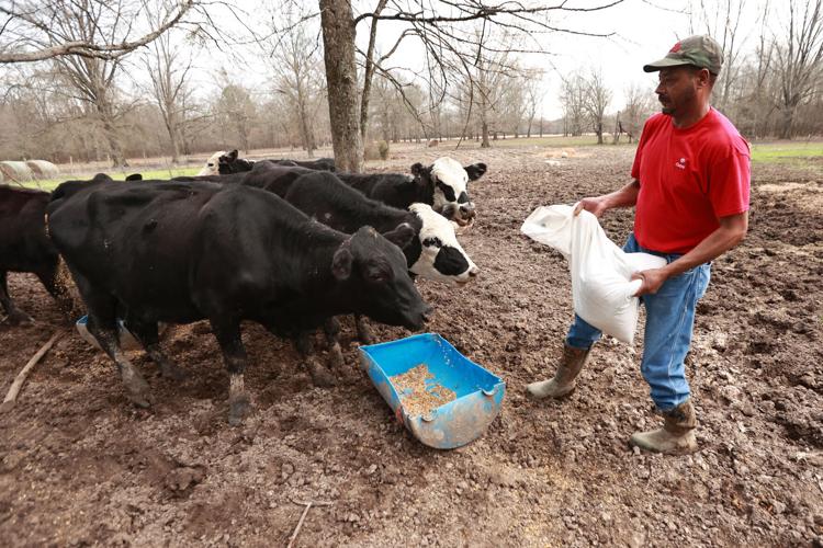 Bull shot: Shannon farmers offer reward for info on person shooting ...