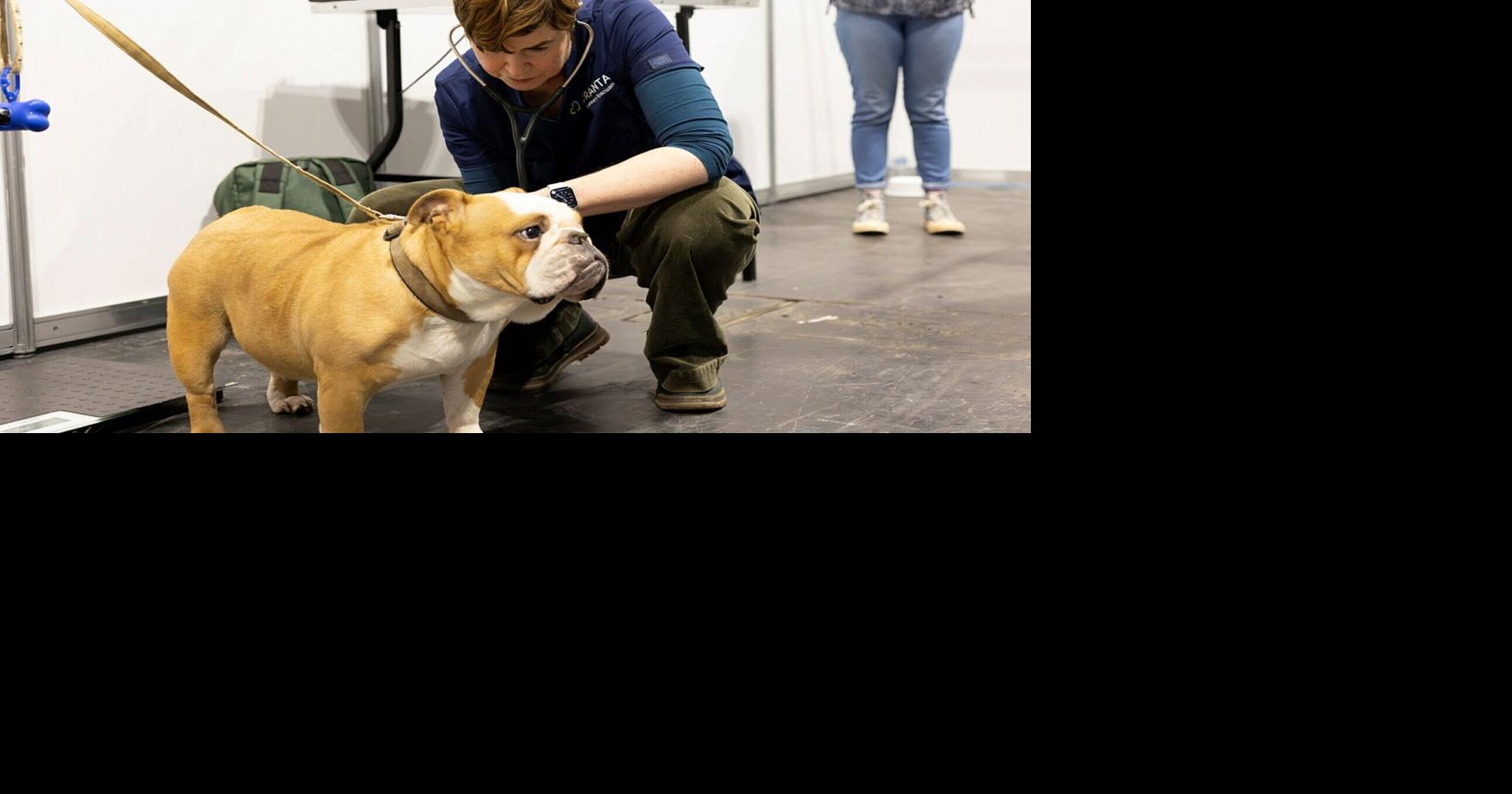 Study reveals how to protect dogs from deadly breathing condition ...