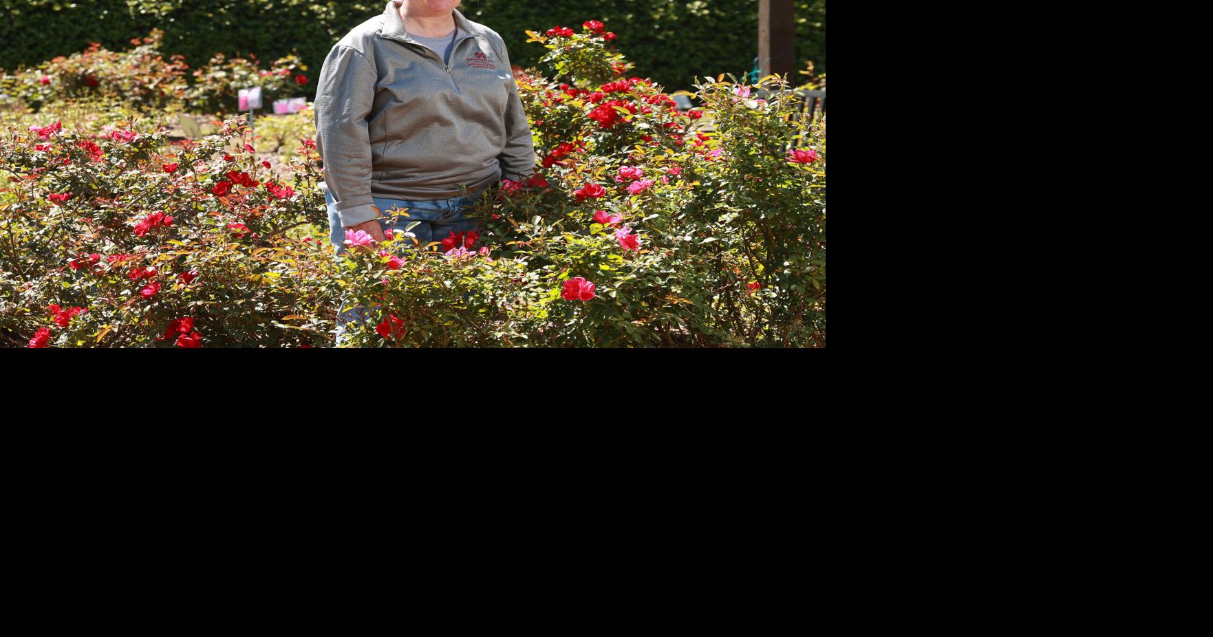 Flower Power: Rose society's annual show Thursday in downtown Tupelo ...