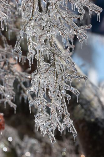 UNDER THE ICE | Photo Galleries | djournal.com