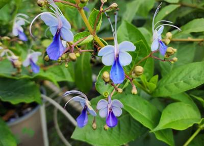 SOUTHERN GARDENING: Blue butterfly plant is a long-time favorite ...