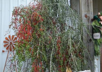 Southern Gardening: Native weeping yaupon holly has multiple uses ...