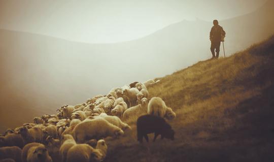 The metaphor of the shepherd holds deep implications for Christ ...