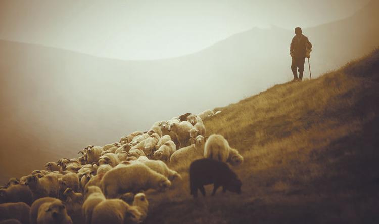 The metaphor of the shepherd holds deep implications for Christ ...