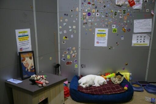 Living like sultans: Istanbul's pampered street cats | News | djournal.com