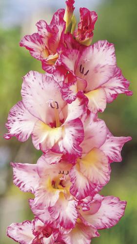 Ask the master gardener | Pontotoc Progress | djournal.com