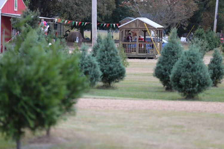 The Worthey Family’s Christmas Tree Farm grows holiday joy in Amory ...